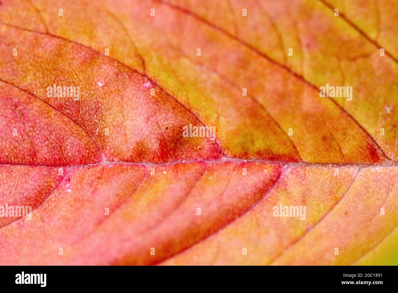 Love lies bleeding, Love.lies-bleeding, Inca wheat, kiwicha (Amaranthus ...