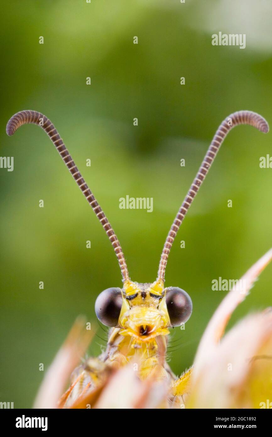 European antlion (Euroleon nostras), portrait on withered inflorescence ...