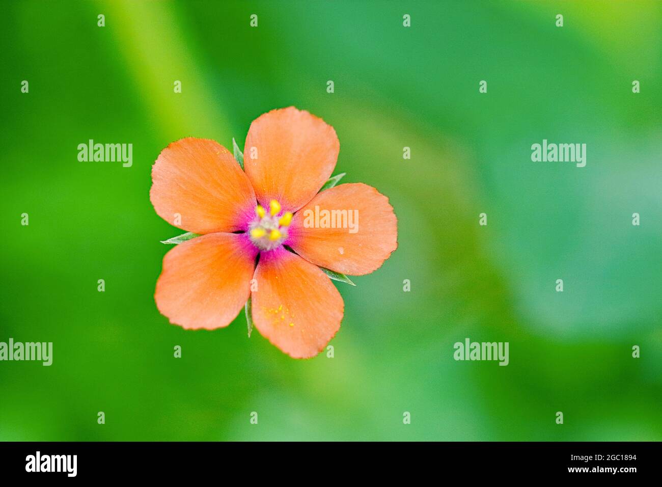 common pimpernel, scarlet pimpernel, poor man's weatherglass (Anagallis ... common pimpernel, scarlet pimpernel, poor man's weatherglass (Anagallis ...
