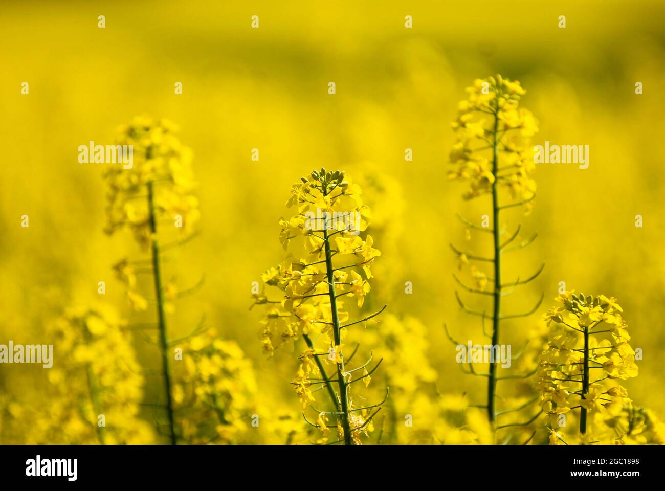 rape, turnip (Brassica napus), blooming rapefield, Germany Stock Photo ...