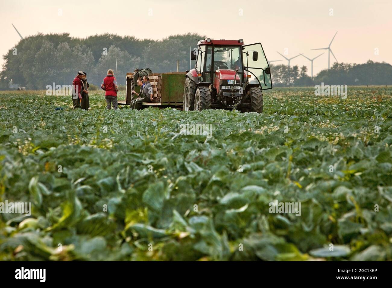 kale, borecole (Brassica oleracea var. sabellica, Brassica oleracea ...