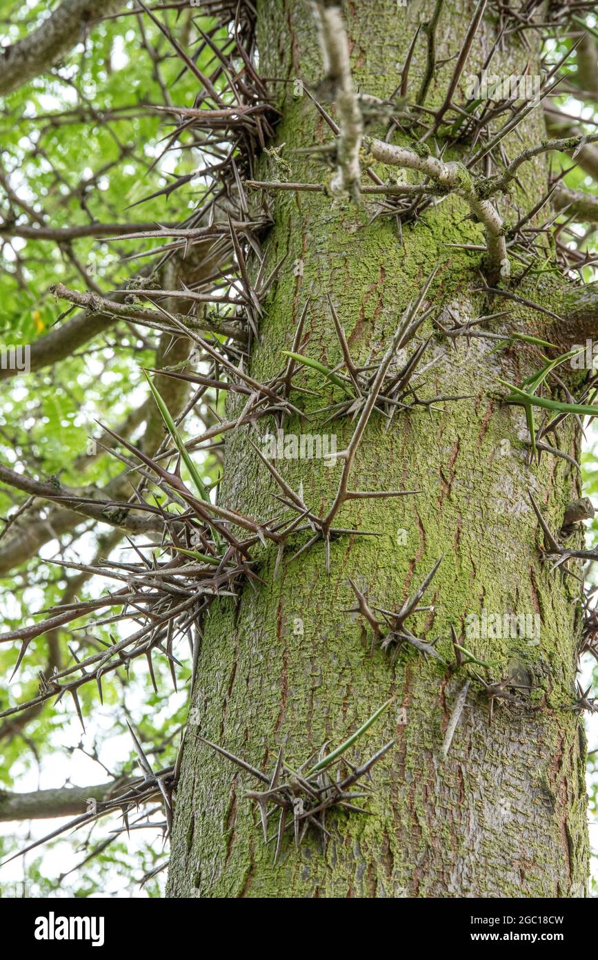 honeylocust, honey locust (Gleditsia triacanthos), trunk with spines ...