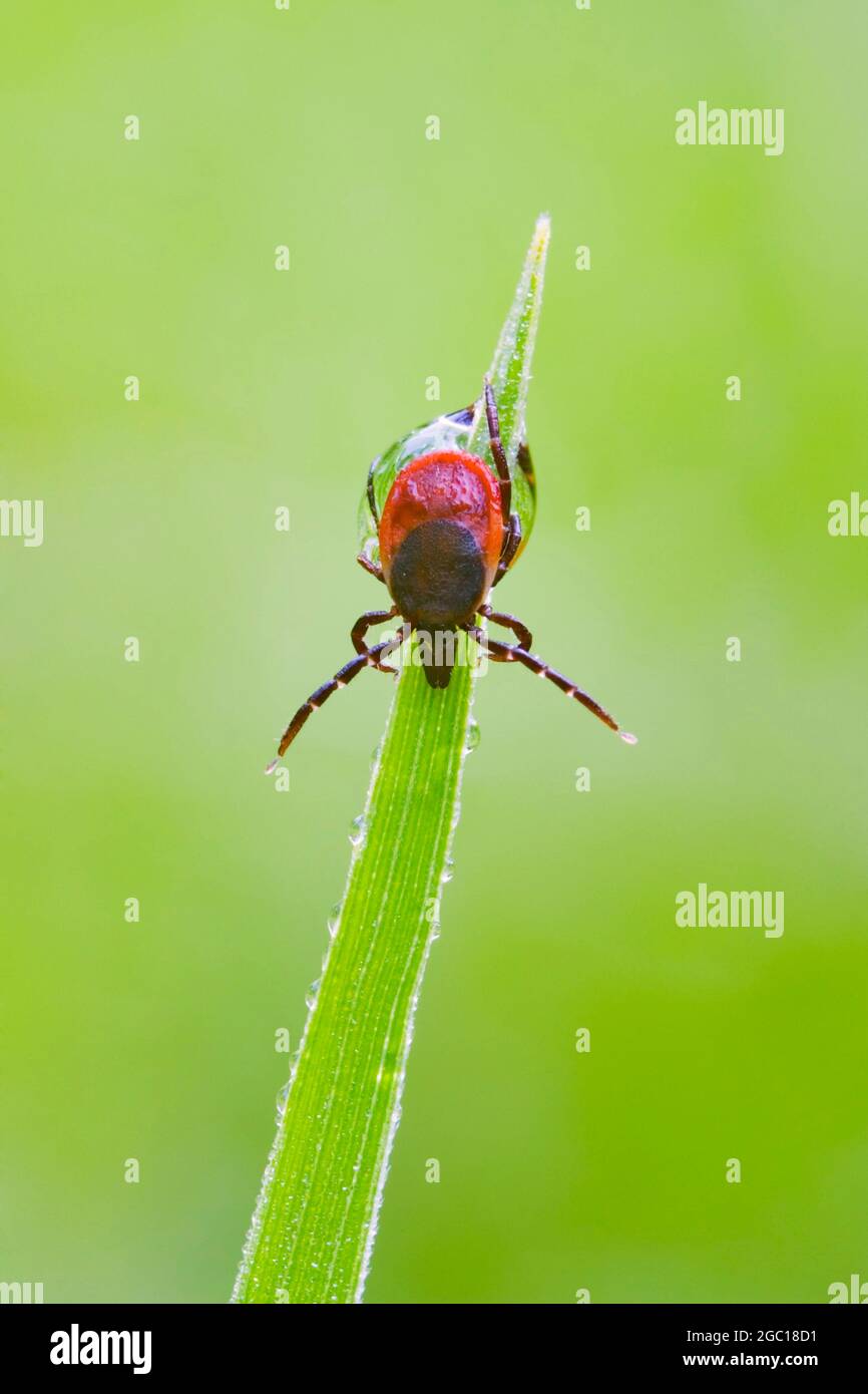 European castor bean tick, European sheep tick (Ixodes ricinus), sits ...