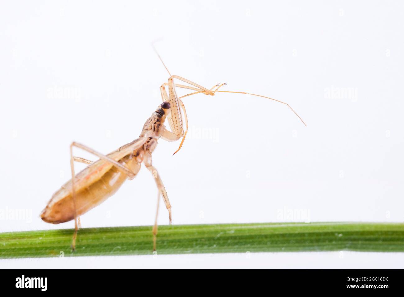 Marsh damsel bug (Dolichonabis limbatus, Nabis limbatus), grooming on a ...