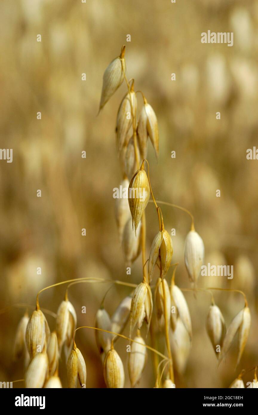 Oat grasses hi-res stock photography and images - Alamy
