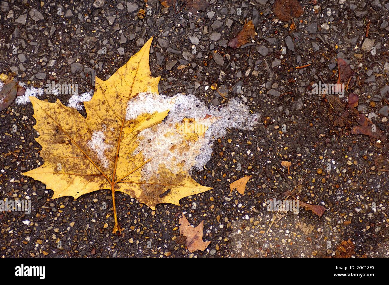 Plane leaf hi-res stock photography and images - Alamy