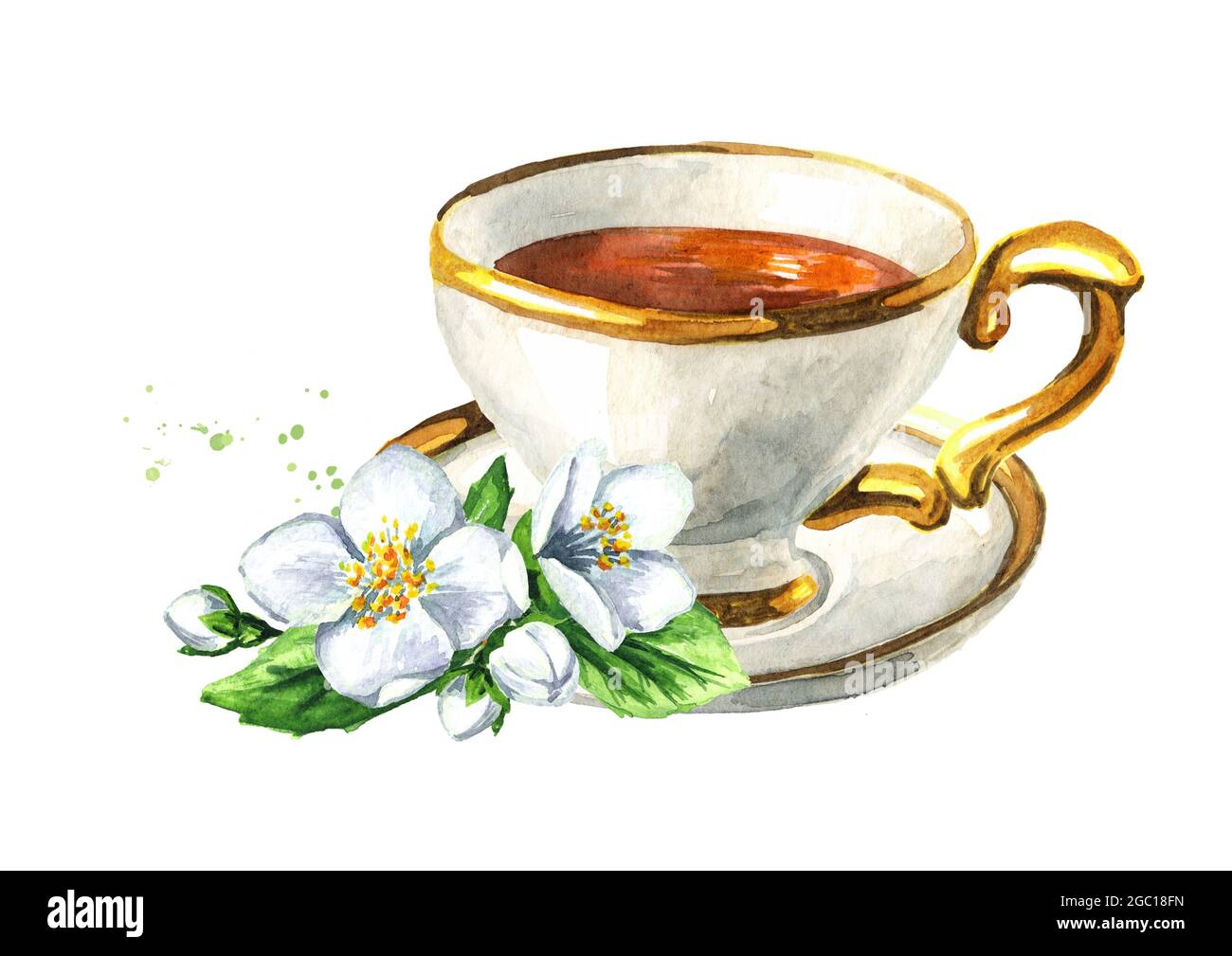 Cup of tea and jasmine flower. Hand drawn watercolor illustration ...