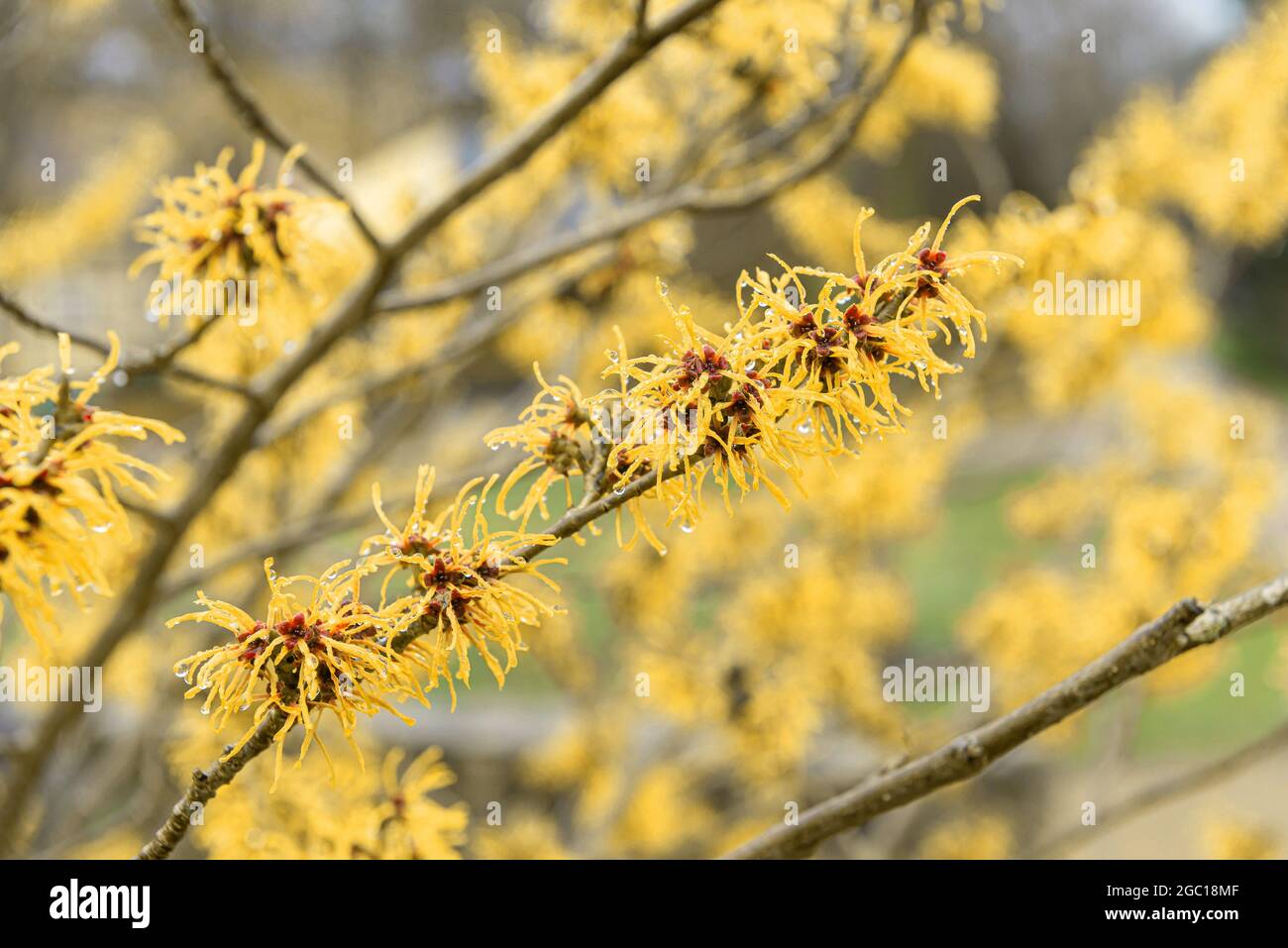 Witch hazel (Hamamelis intermedia 'Jelena', Hamamelis intermedia Jelena ...