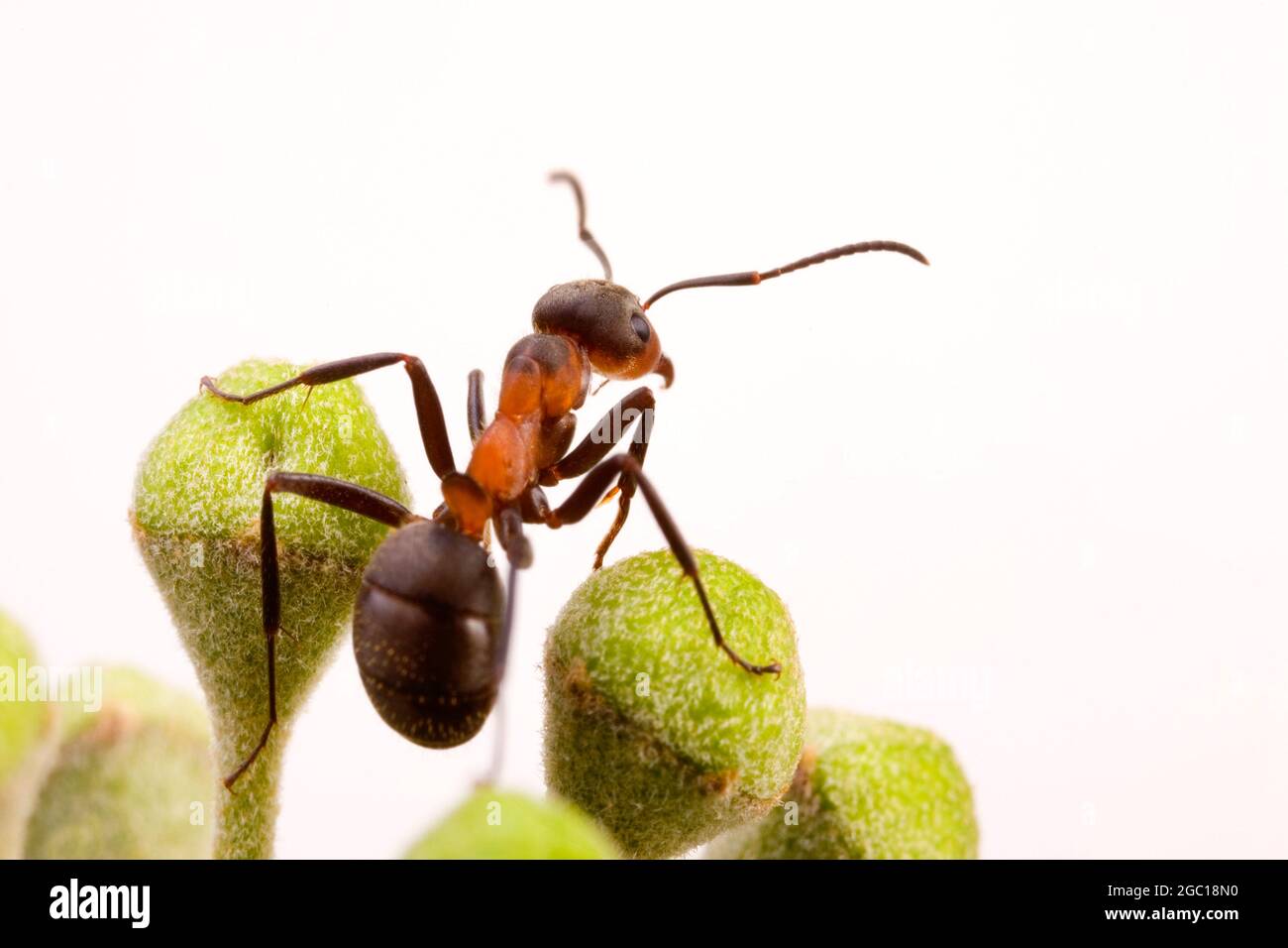 wood ant (Formica rufa), on budding ivy, Austria Stock Photo - Alamy