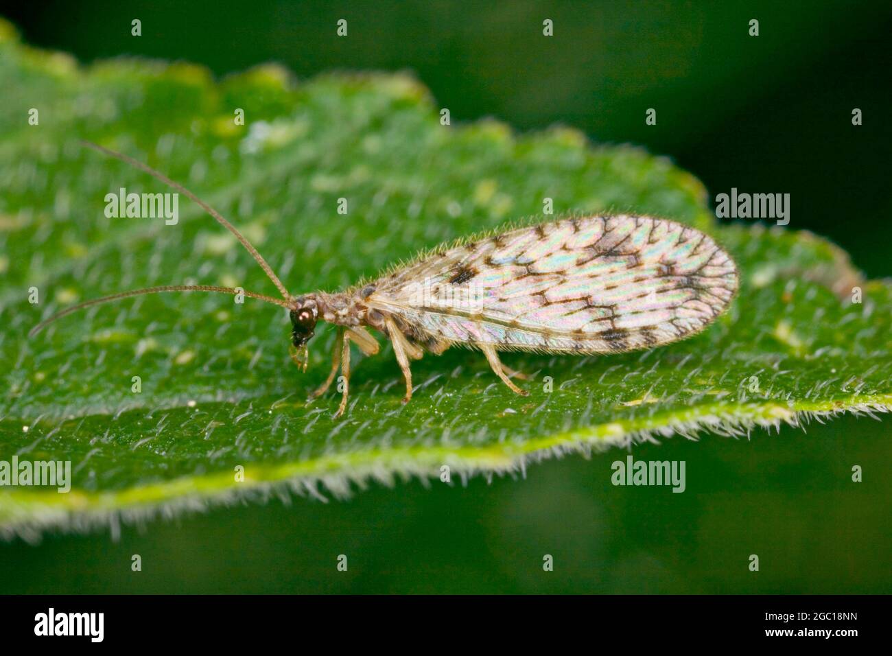 Micromus variegatus hi-res stock photography and images - Alamy
