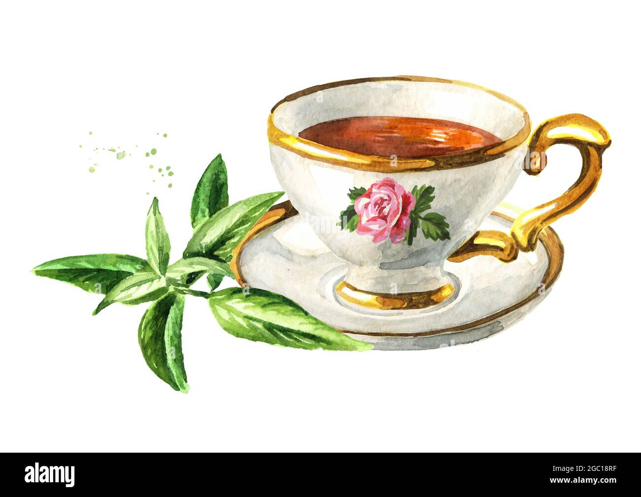 Cup of tea and Verbena herb. Hand drawn watercolor illustration ...