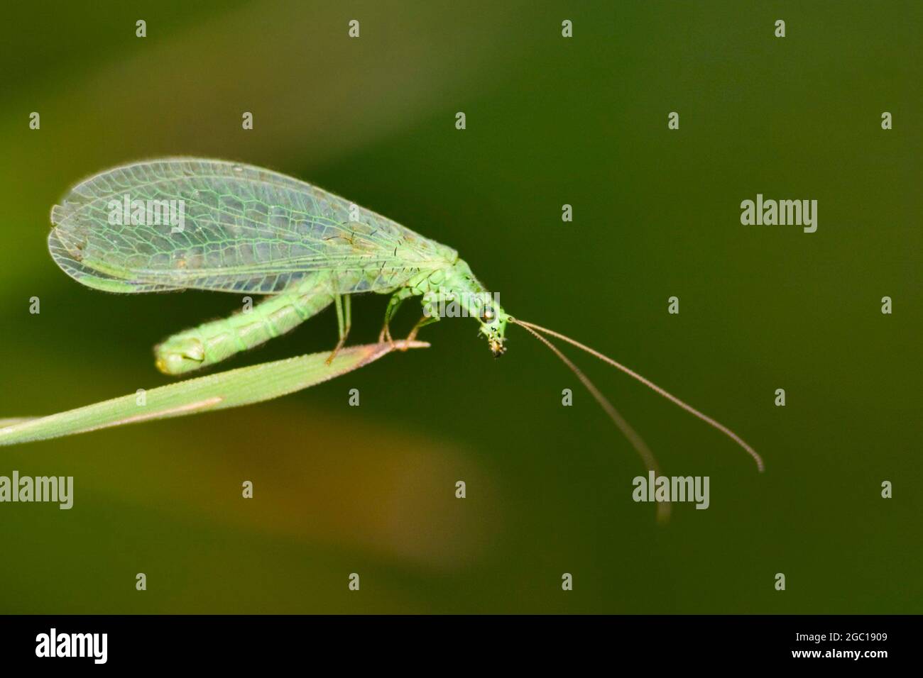 pearly green lacewing (Chrysopa perla), sits on a leaf, Austria Stock ...