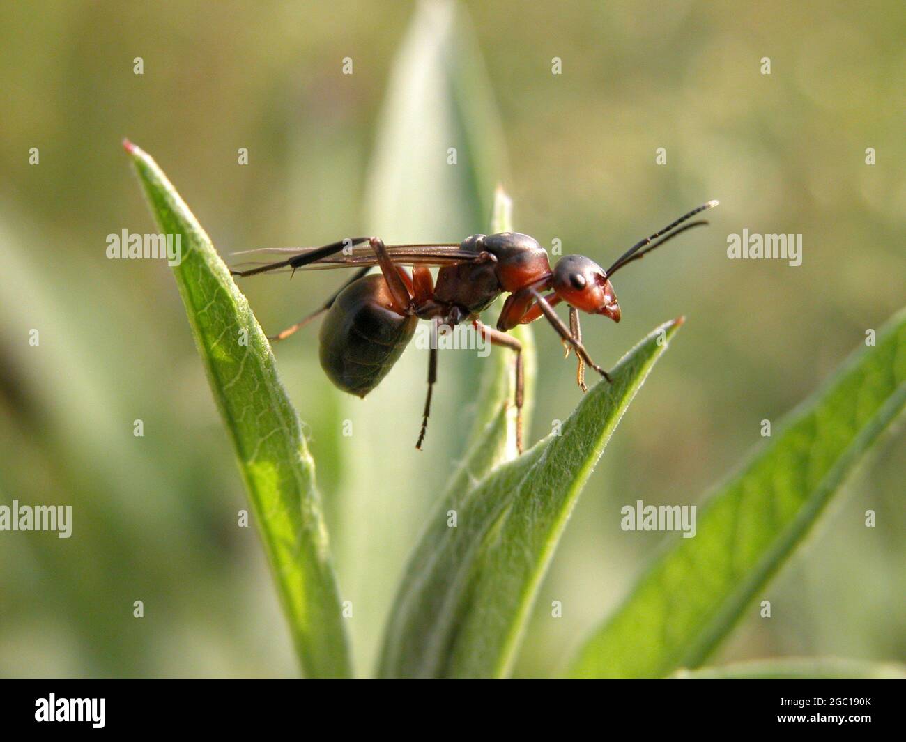wood ant (Formica rufa), winged wood ant after hatching, Austria Stock ...