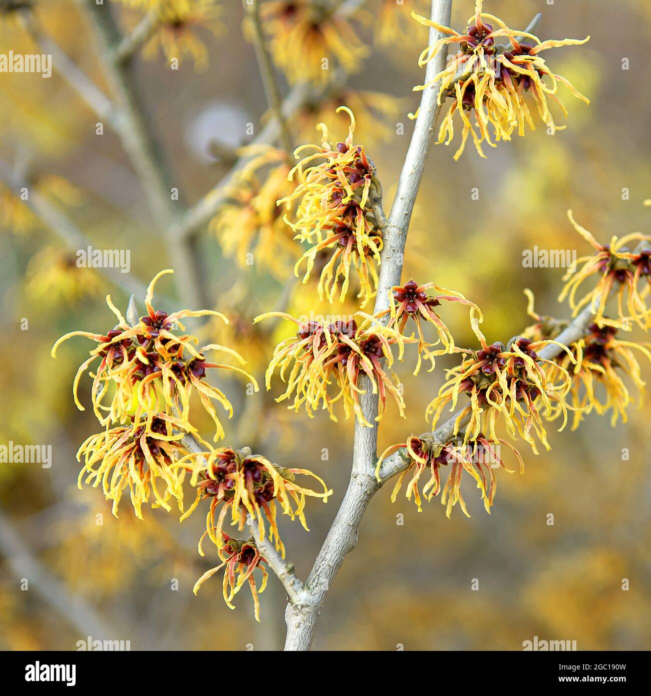 Witch Hazel Tree Silhouette