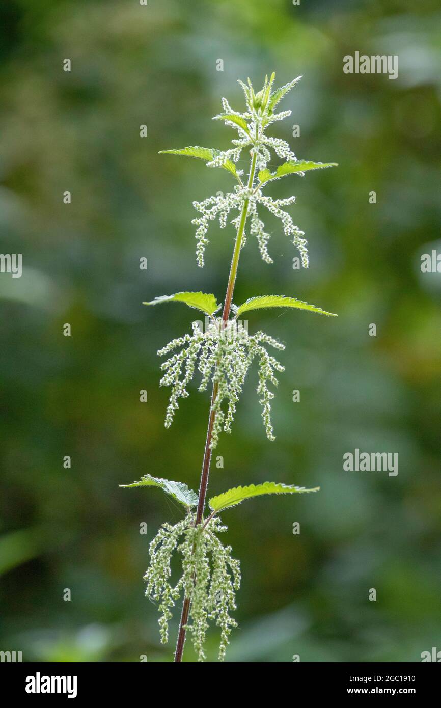 stinging nettle (Urtica dioica), blooming stinging nettle, Germany ...