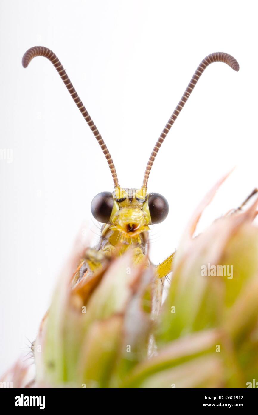 European antlion (Euroleon nostras), portrait on withered inflorescence ...