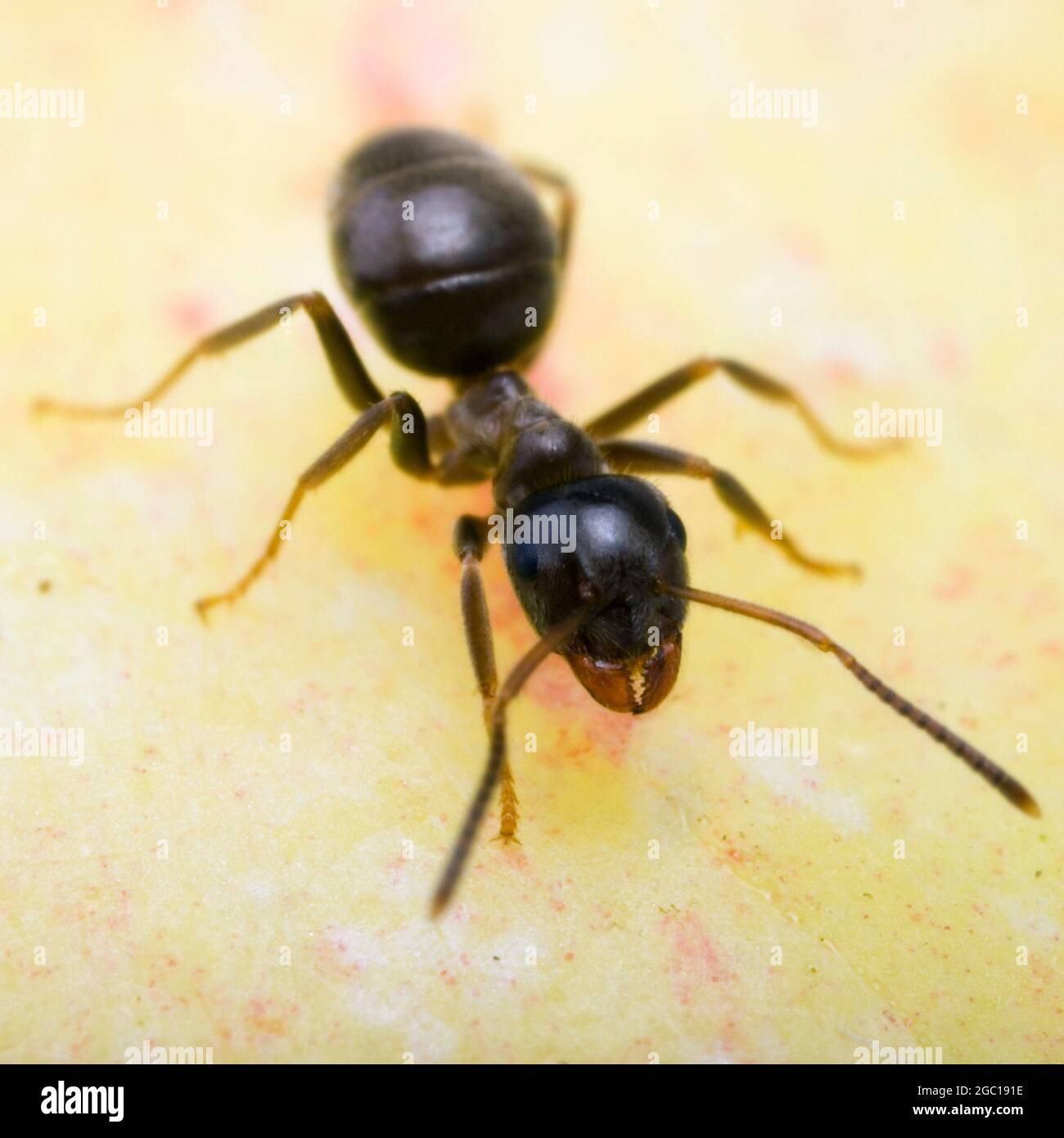 Jet ant, Shining jet black ant (Lasius fuliginosus, Dendrolasius ...