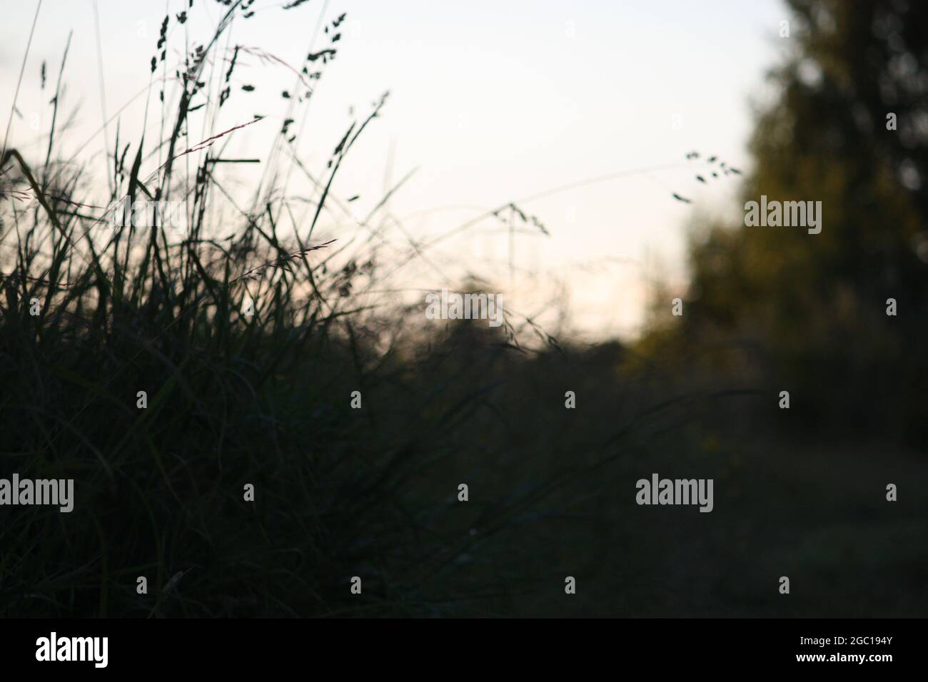 Green grass field in the park at evening Stock Photo - Alamy
