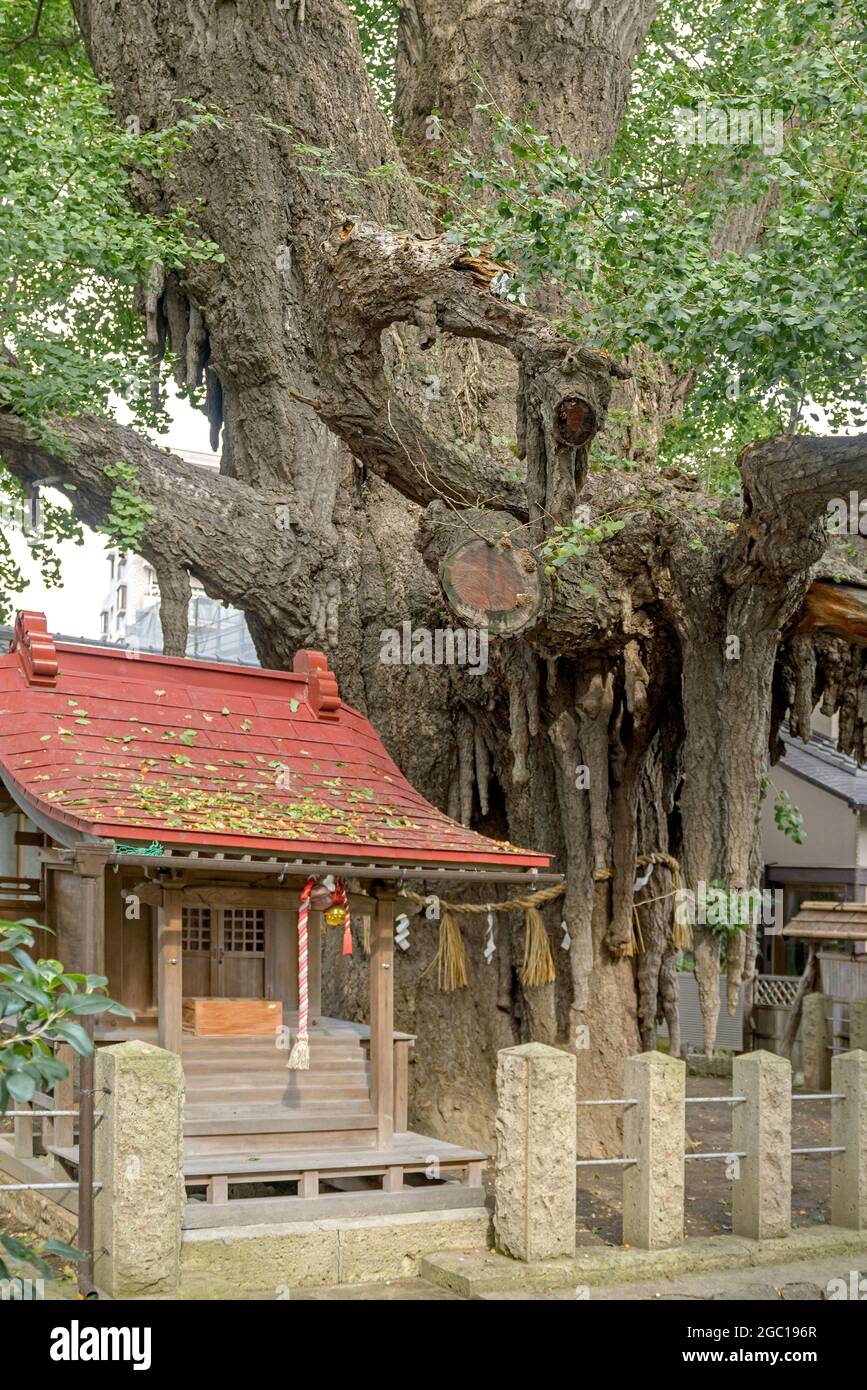 maidenhair tree, Ginkgo Tree, Gingko Tree, Ginko Tree (Ginkgo biloba ...