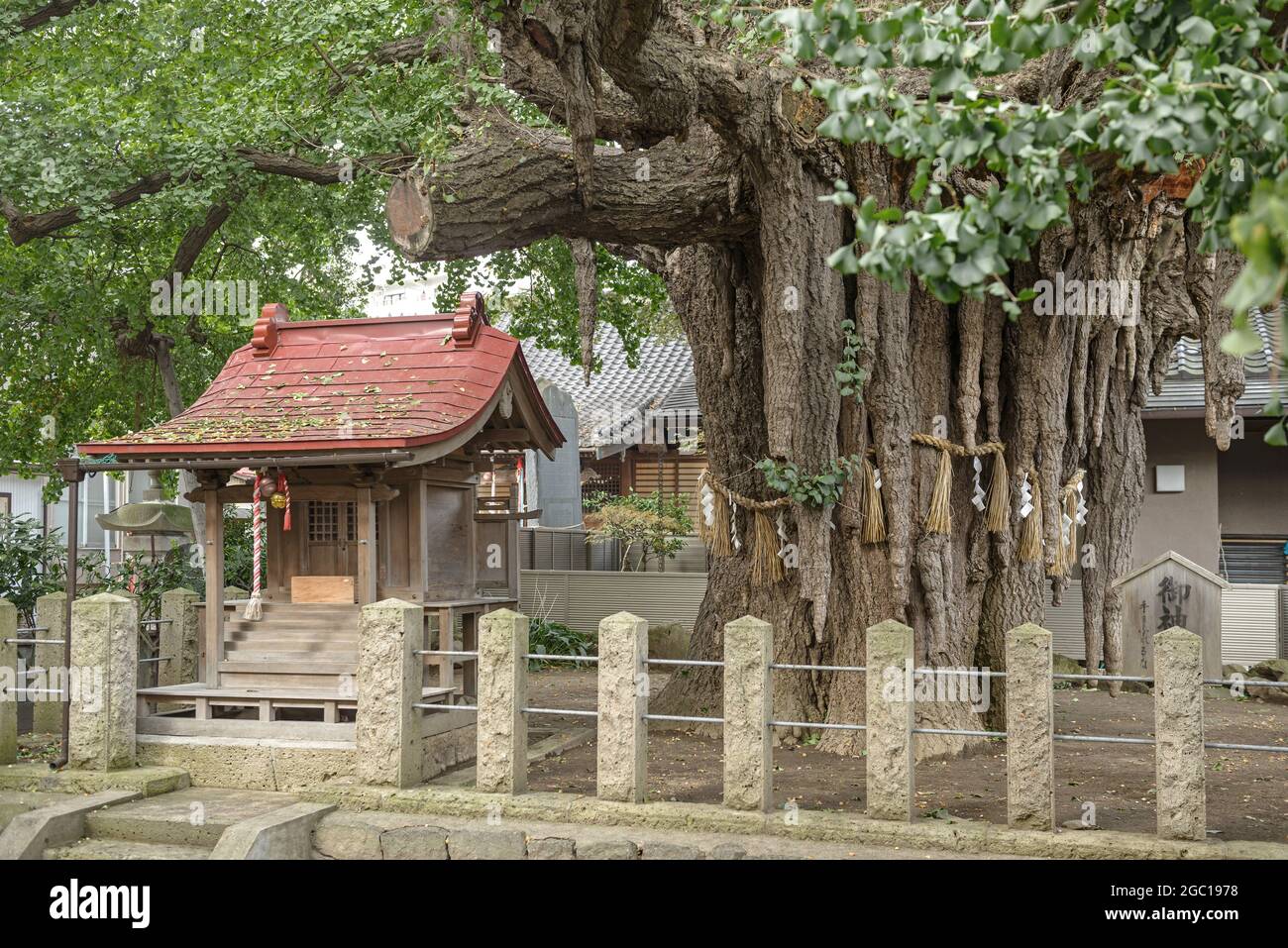 maidenhair tree, Ginkgo Tree, Gingko Tree, Ginko Tree (Ginkgo biloba ...