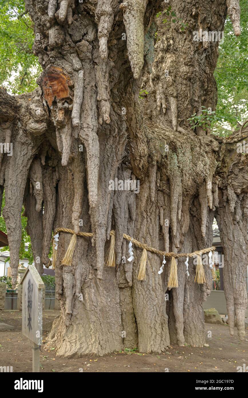 maidenhair tree, Ginkgo Tree, Gingko Tree, Ginko Tree (Ginkgo biloba ...