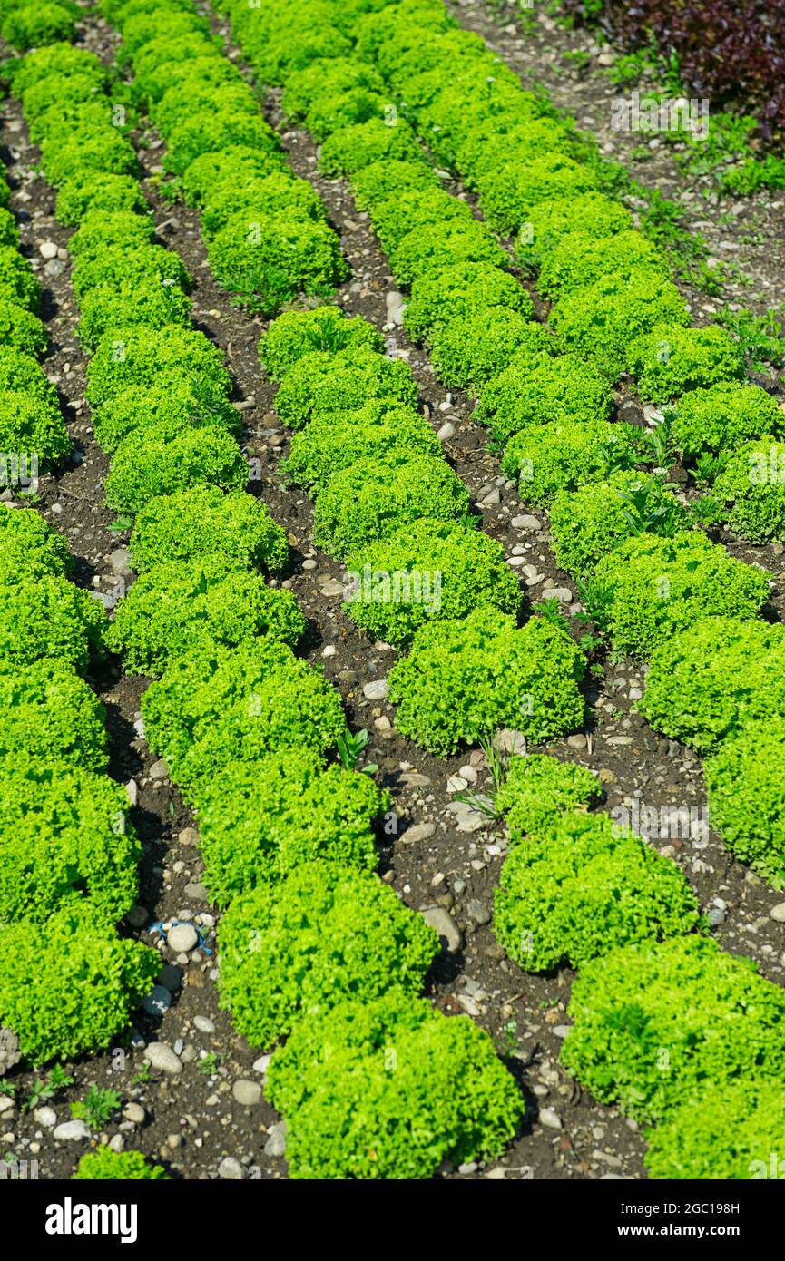 garden lettuce (Lactuca sativa), lettuce field, cultivar Lollo Bionda ...