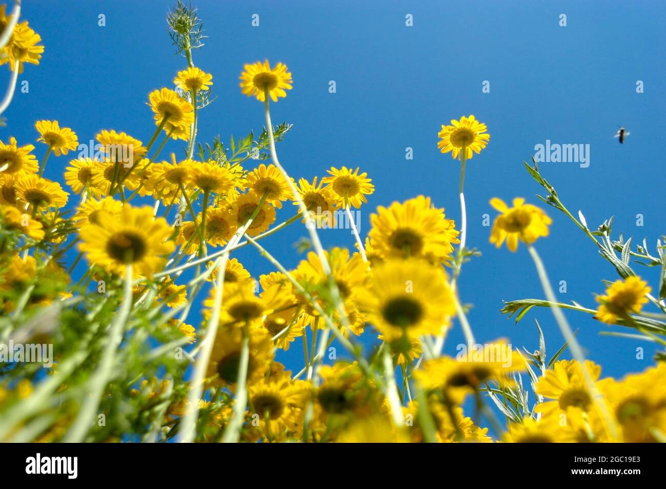 Yellow chamomile, Dyer's chamomile, Golden Marguerite, Ox-Eye Chamomile ...