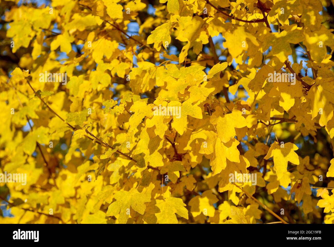 field maple, common maple (Acer campestre), autumn leaves on a tree ...