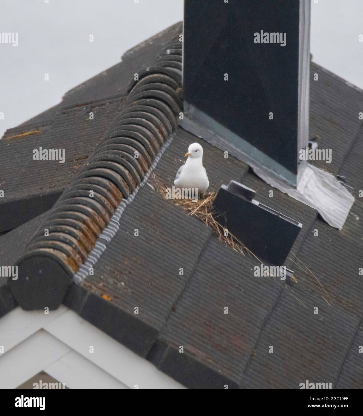 Gull nesting hi-res stock photography and images - Alamy