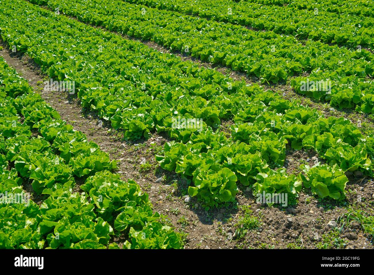 garden lettuce (Lactuca sativa), lettuce field, Germany Stock Photo - Alamy