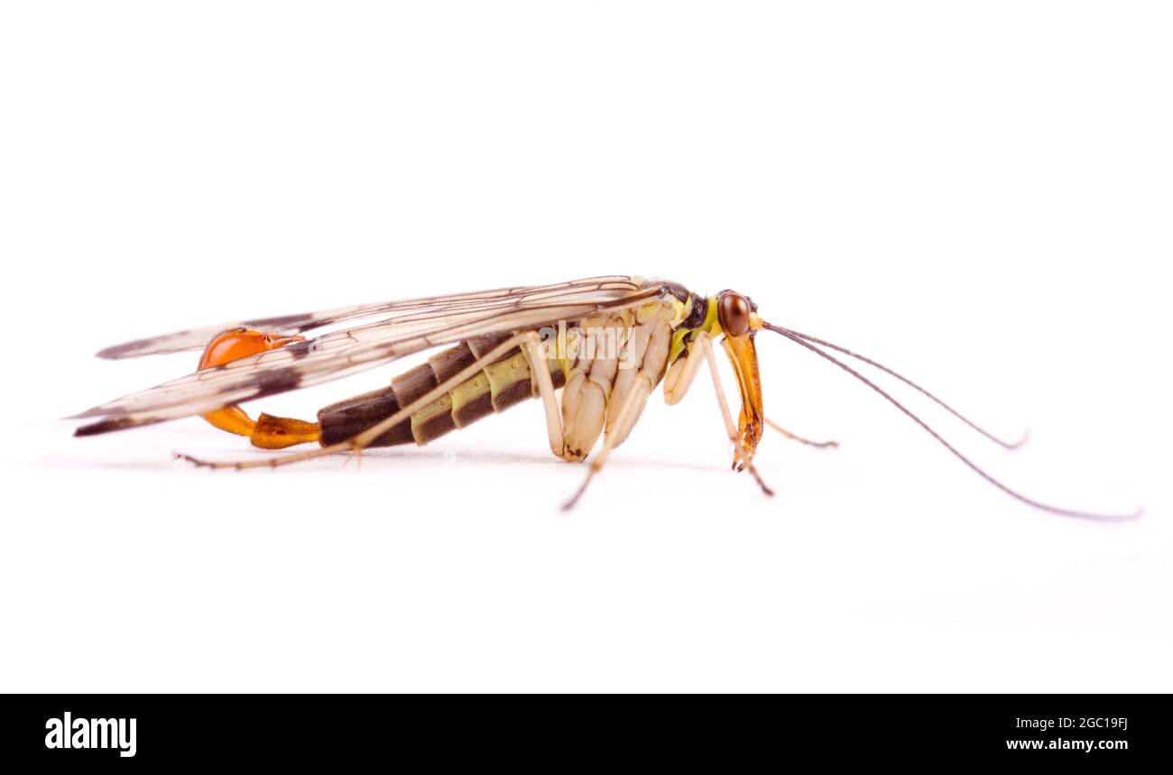 Male cut out Cut Out Stock Images & Pictures - Alamy