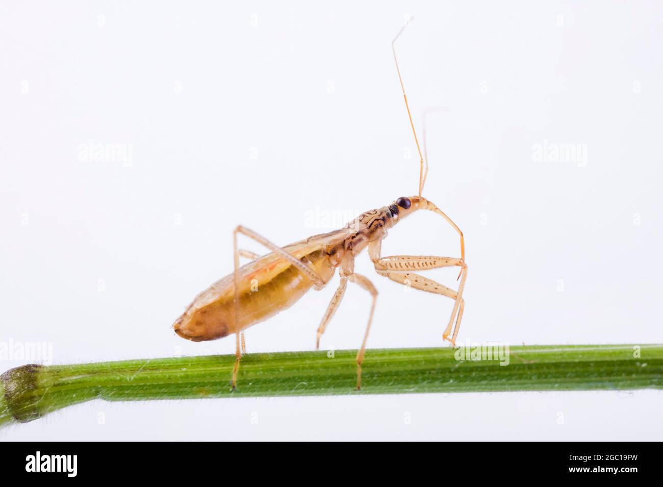 Dolichonabis limbatus hi-res stock photography and images - Alamy