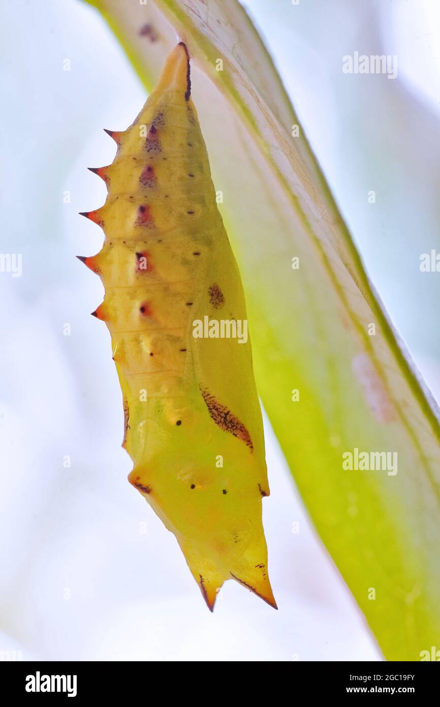 Peacock butterfly, European Peacock (Inachis io, Nymphalis io, Aglais ...