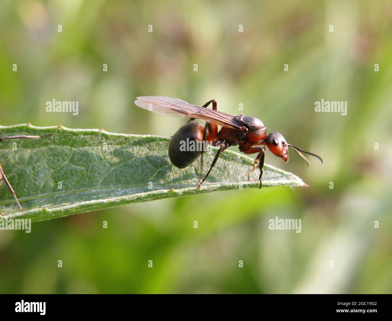 wood ant (Formica rufa), winged wood ant after hatching, Austria Stock ...