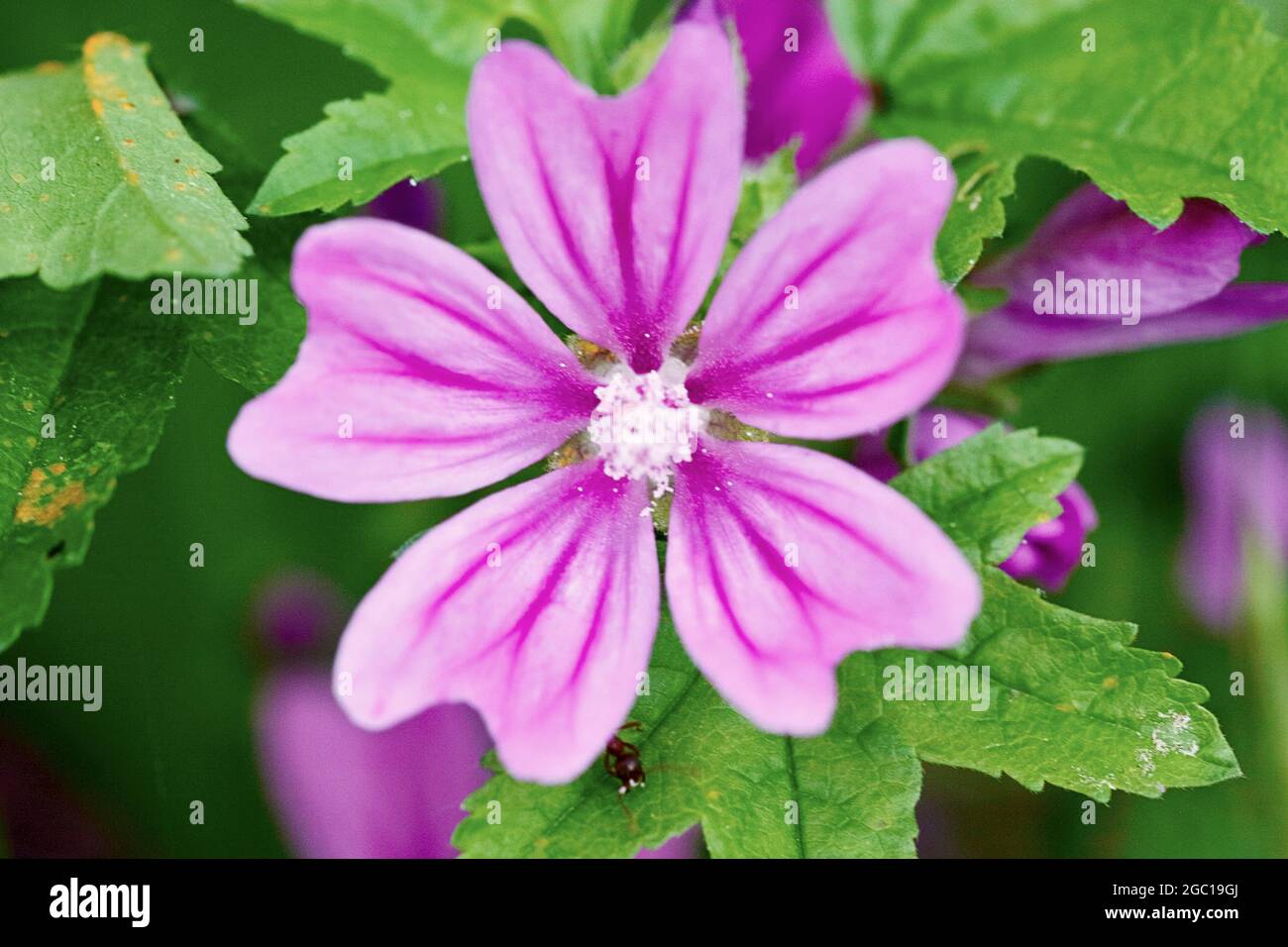 common mallow, blue mallow, high mallow, high cheeseweed (Malva ...