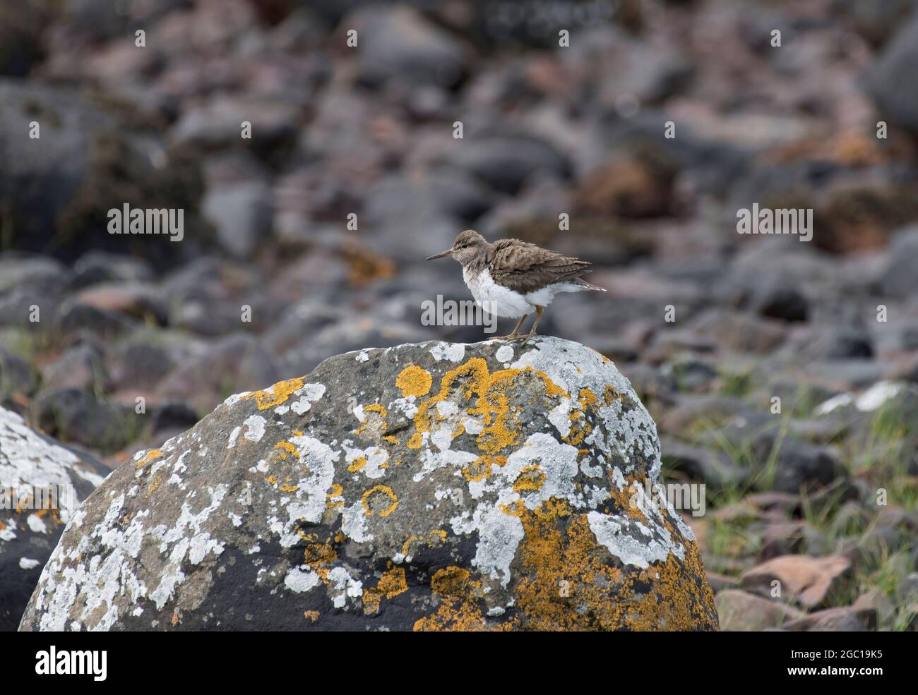 Common sandpiper, Actitis hypoleucos, fluffing wings, Mull, Scotland ...