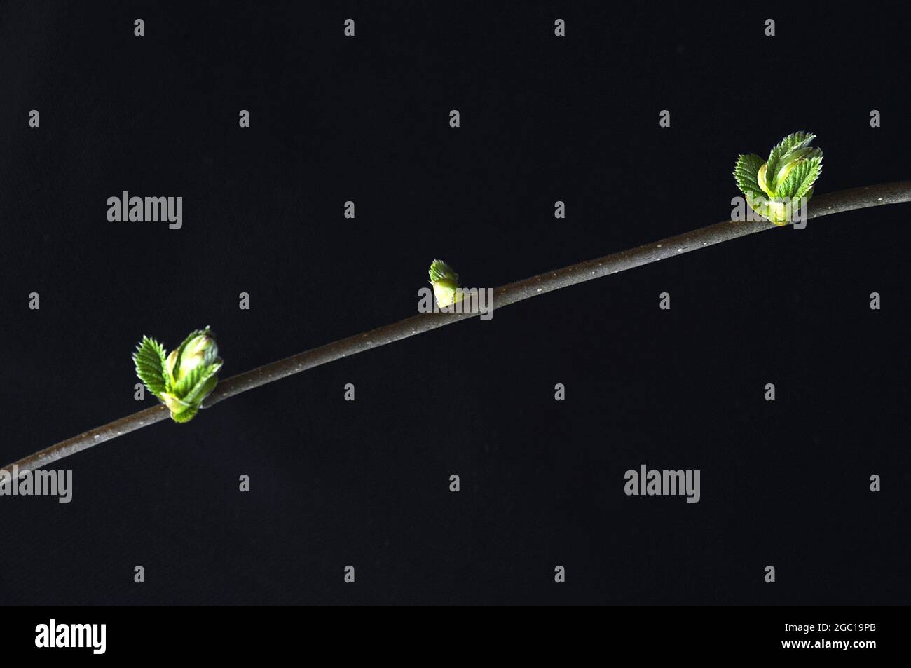 Common hazel (Corylus avellana), shooting buds in spring, Germany Stock ...