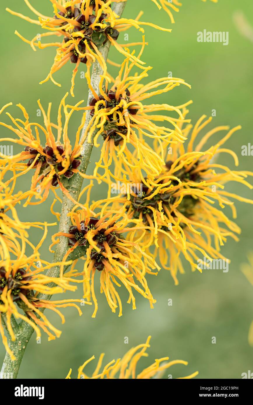 Witch hazel (Hamamelis intermedia 'Orange Beauty', Hamamelis intermedia ...