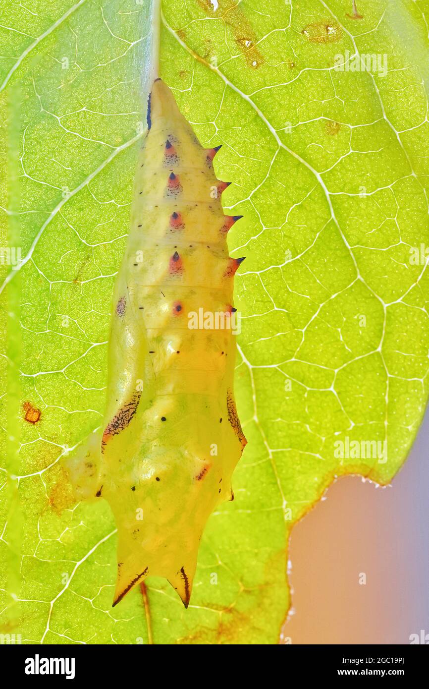 Peacock butterfly, European Peacock (Inachis io, Nymphalis io, Aglais ...