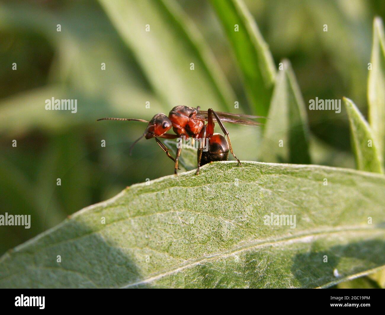 wood ant (Formica rufa), winged wood ant after hatching, Austria Stock ...
