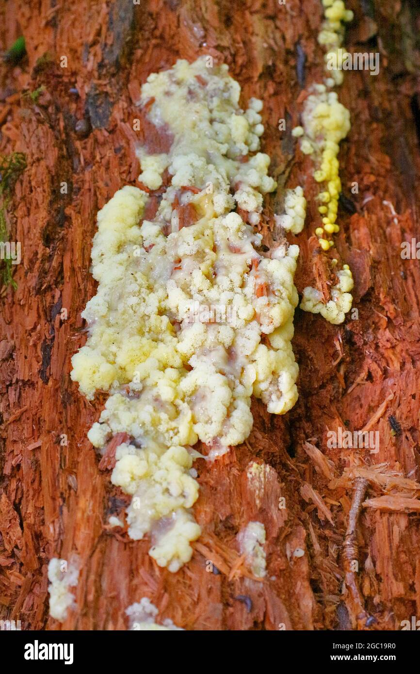 Slime tree hi-res stock photography and images - Alamy