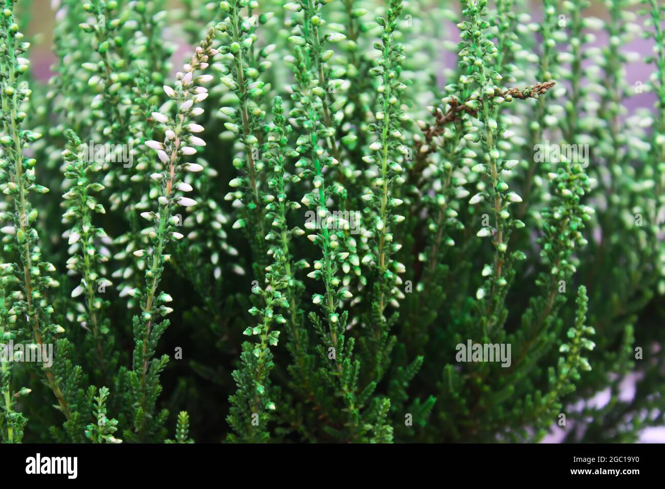 Conifer plants hi-res stock photography and images - Alamy