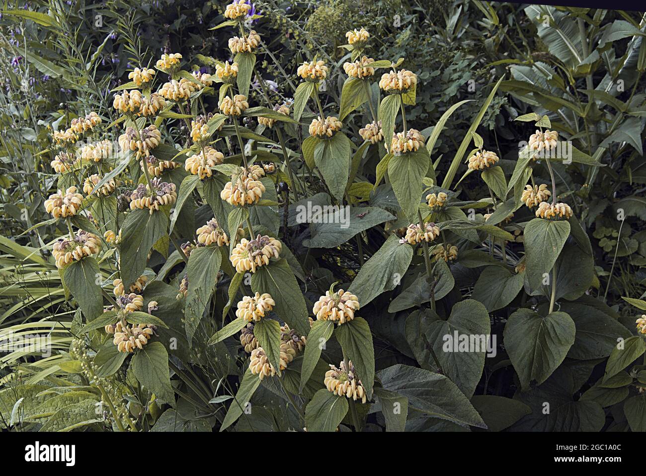 Phlomis samia hi-res stock photography and images - Alamy