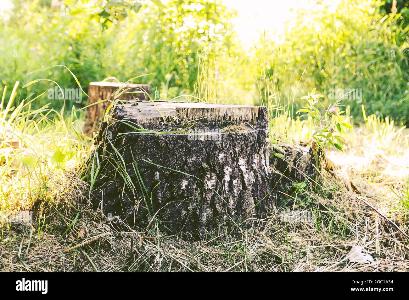 Birch tree stump in summer park Stock Photo - Alamy