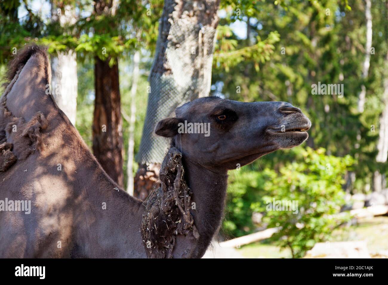Dark brown camel hi-res stock photography and images - Alamy