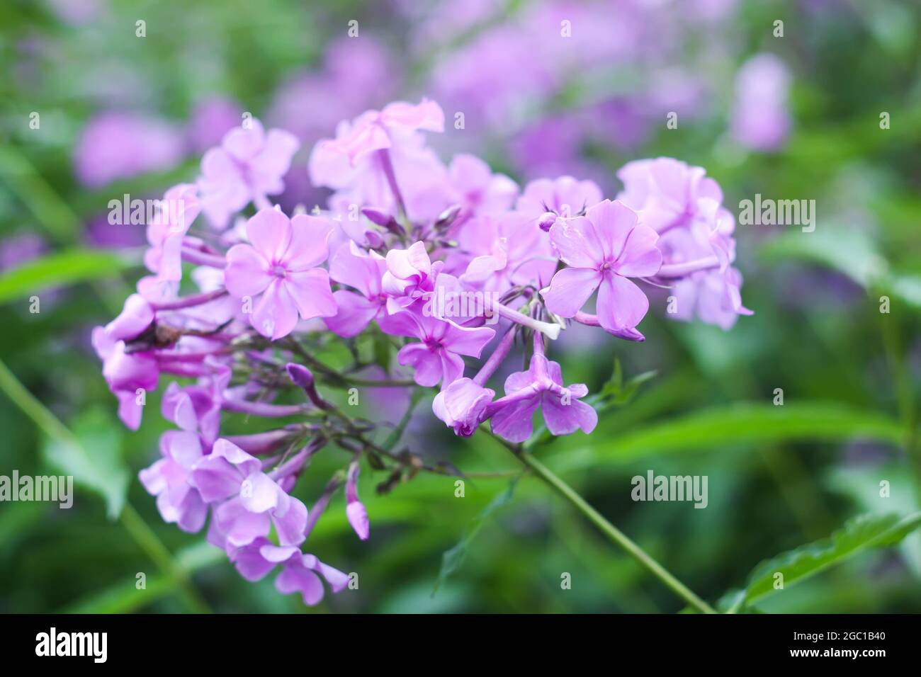 Beautiful purple phlox flowers in a summer park Stock Photo - Alamy