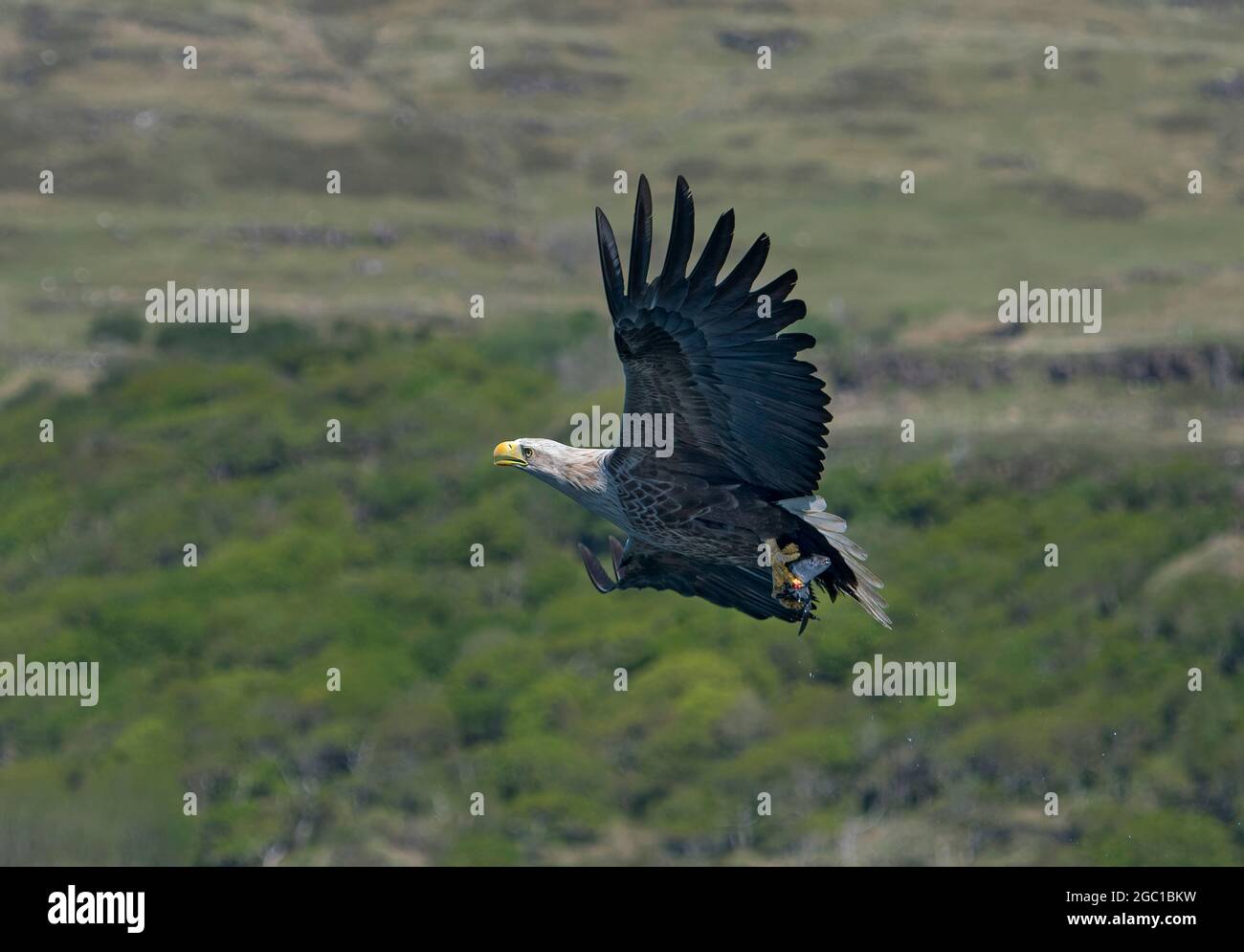 White-tailed Eagle, Haliaetus albicilla, catching fish, Isle of Mull ...