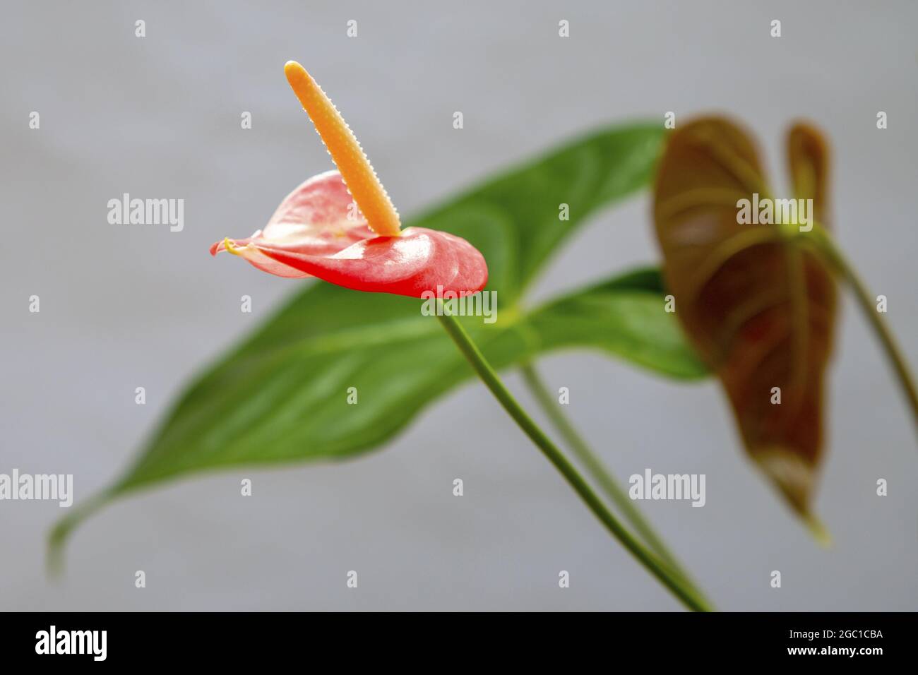 Laceleaf hi-res stock photography and images - Alamy