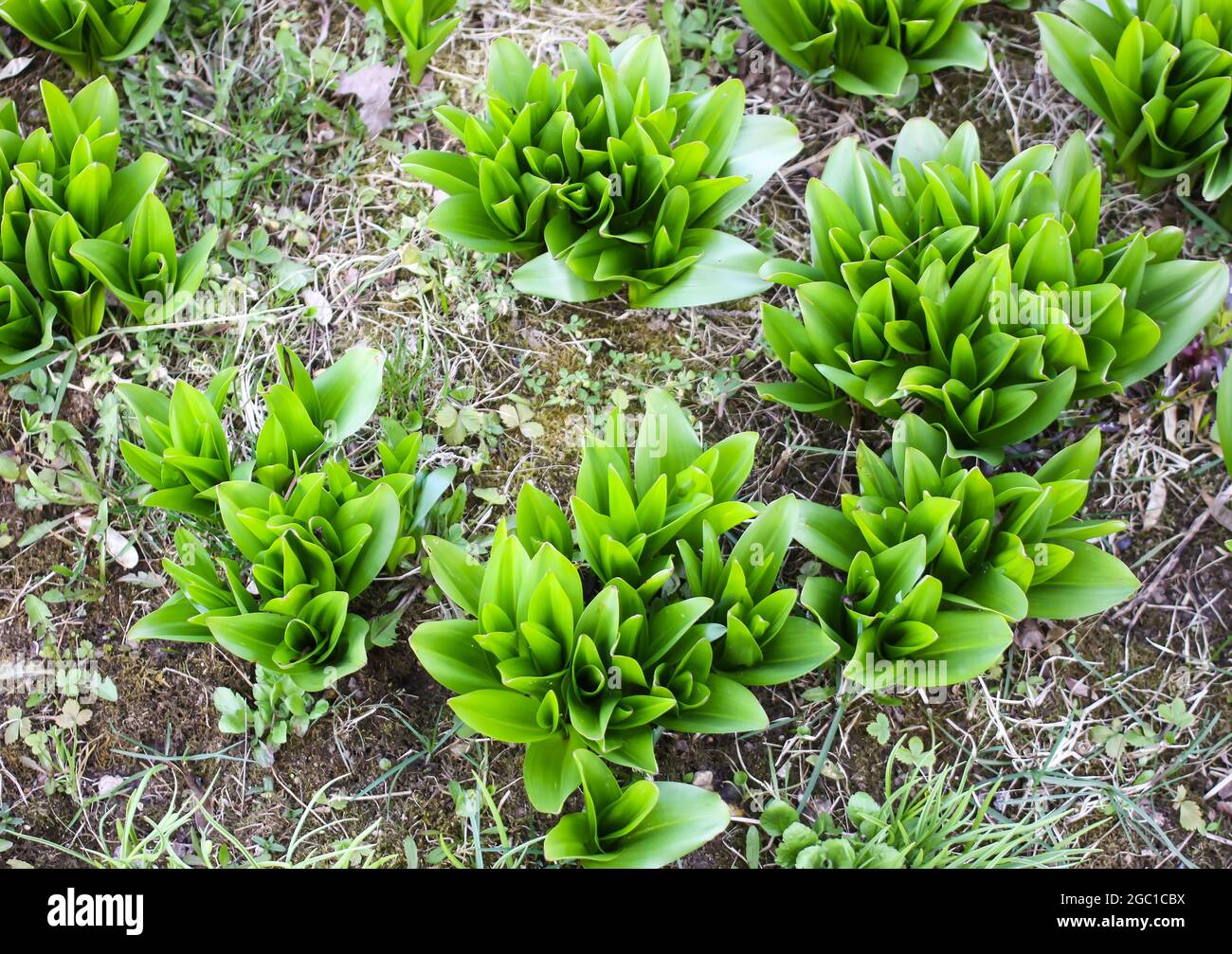 Green leaves of young daffodil or narcissus plants in spring garden ...