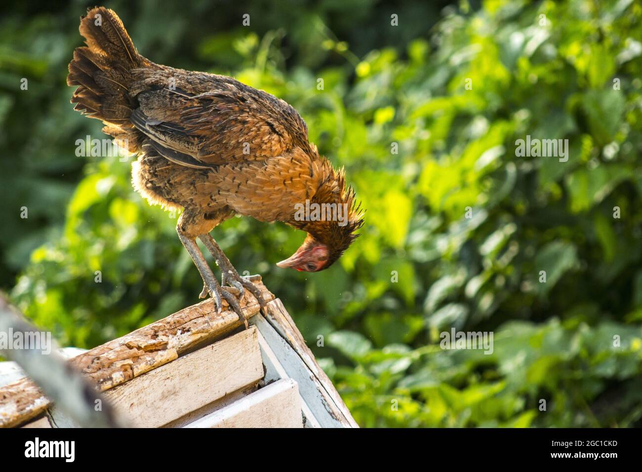 Brown hen on the rooftop Stock Photo - Alamy
